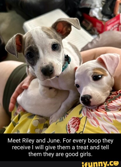 Meet Riley and June. For every boop they receive I will give them a ...