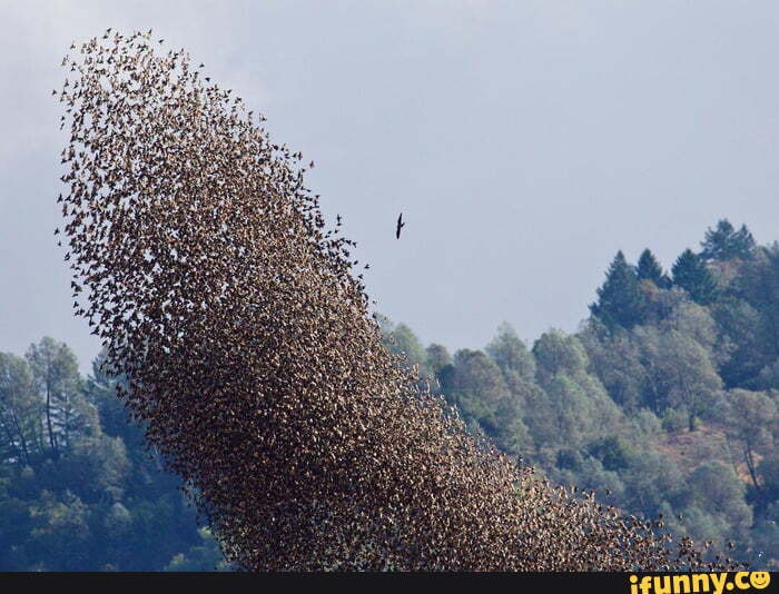 Common_starling memes. Best Collection of funny Common_starling ...