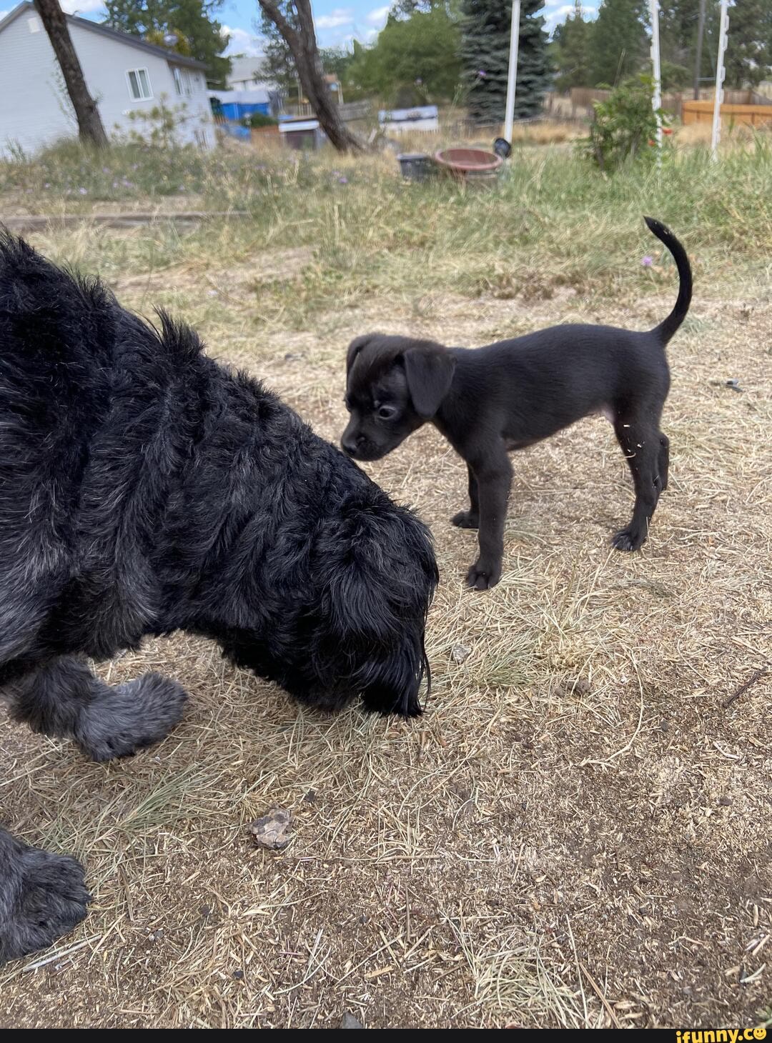 Spaghetti memes. Best Collection of funny Spaghetti pictures on iFunny