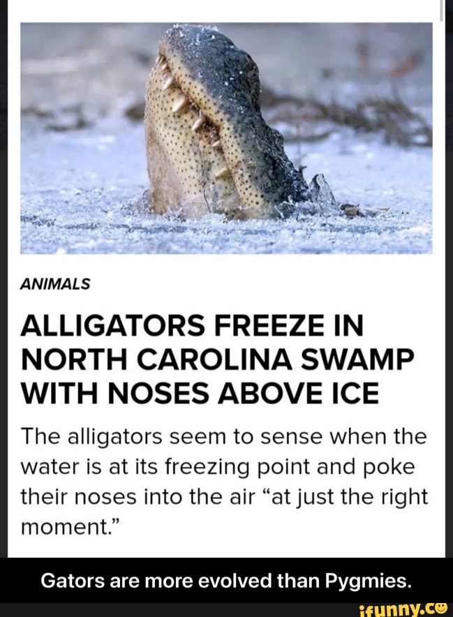 ANIMALS ALLIGATORS FREEZE IN NORTH CAROLINA SWAMP WITH NOSES ABOVE ICE ...