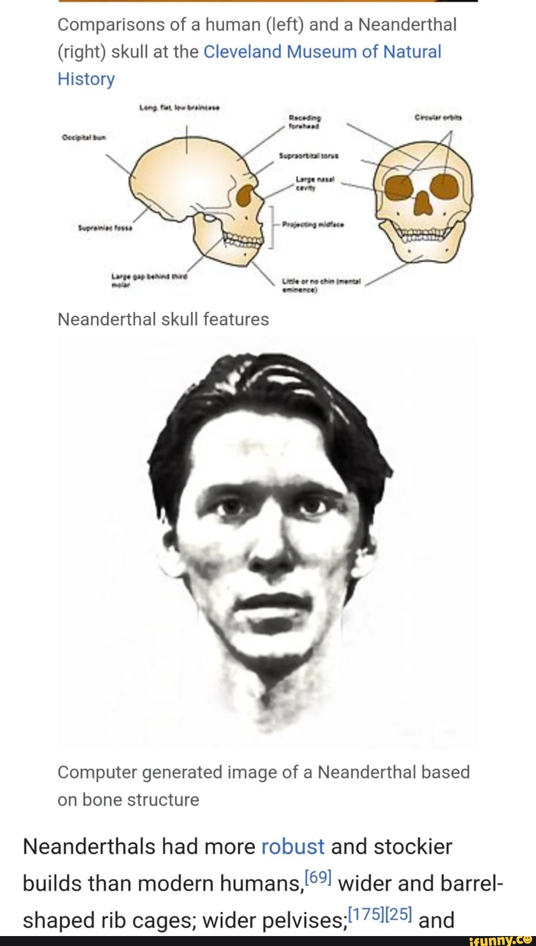 Comparisons of a human (left) and a Neanderthal (right) skull at the ...