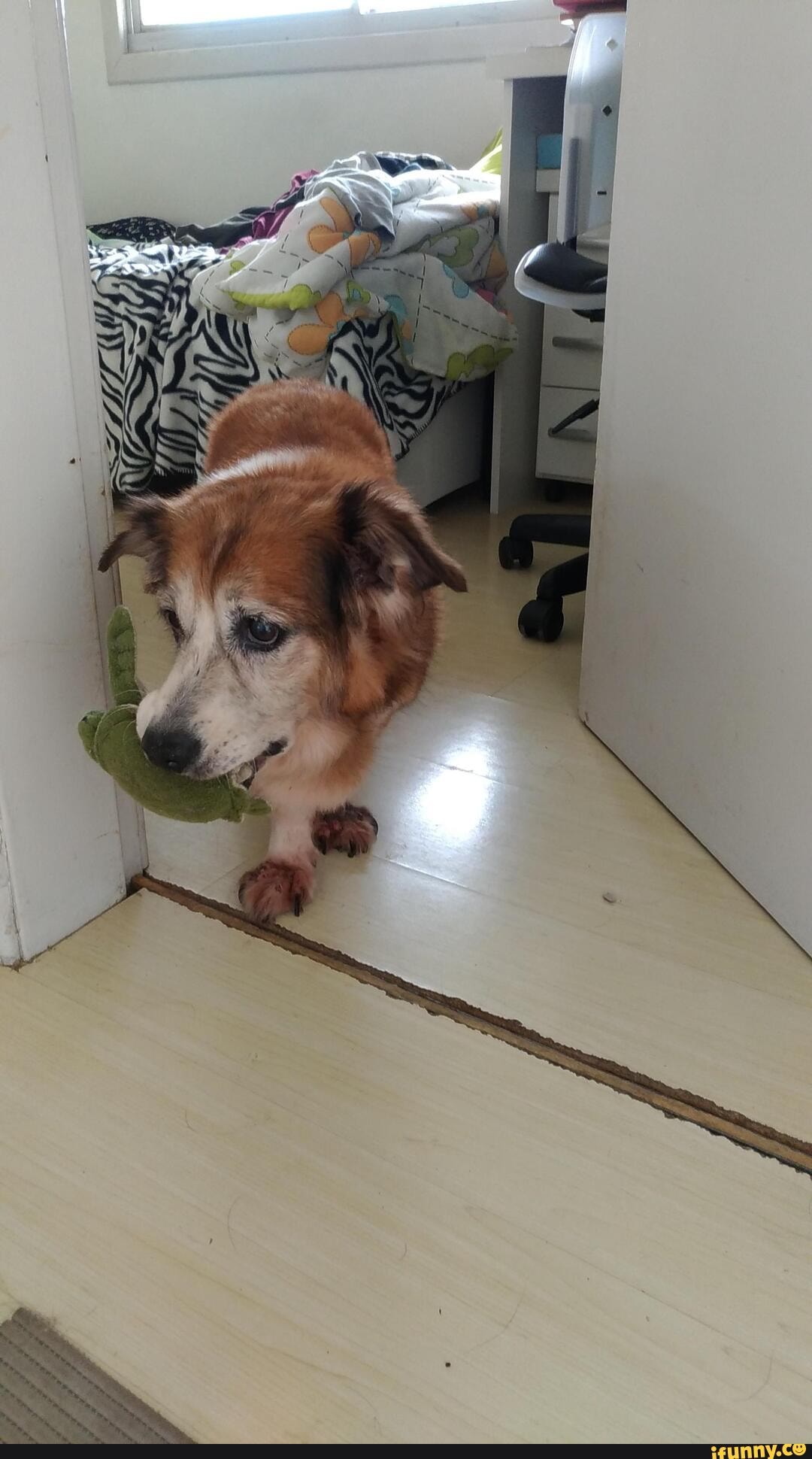 Fofa memes. Best Collection of funny Fofa pictures on iFunny