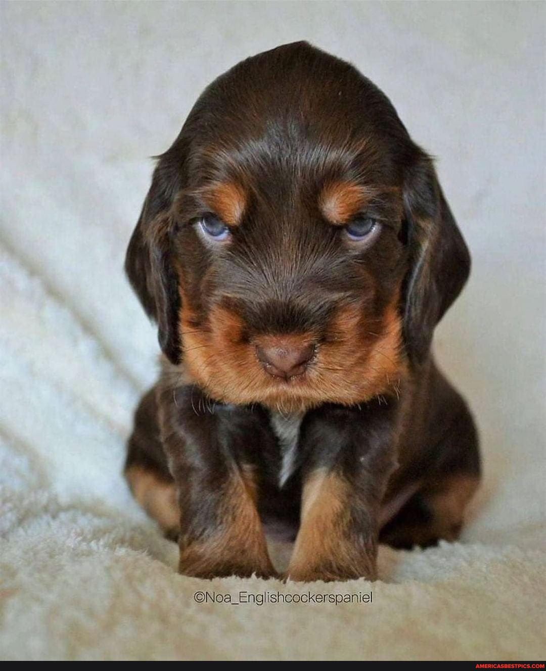 Angry Puppy - America’s best pics and videos