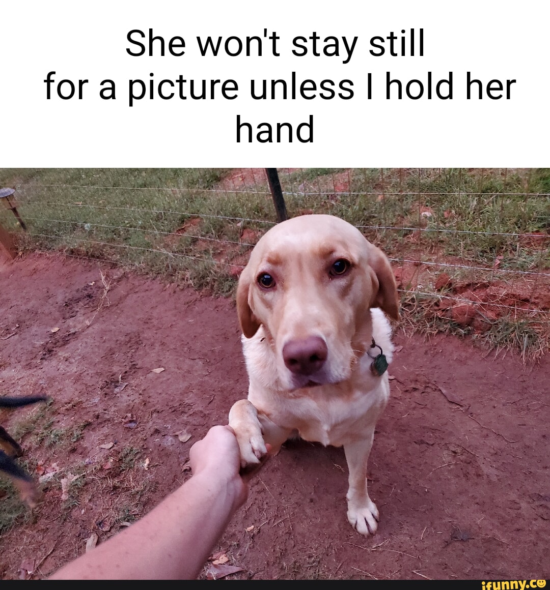 Video memes MXCrgestA by Mcfunface: 1 comment - iFunny