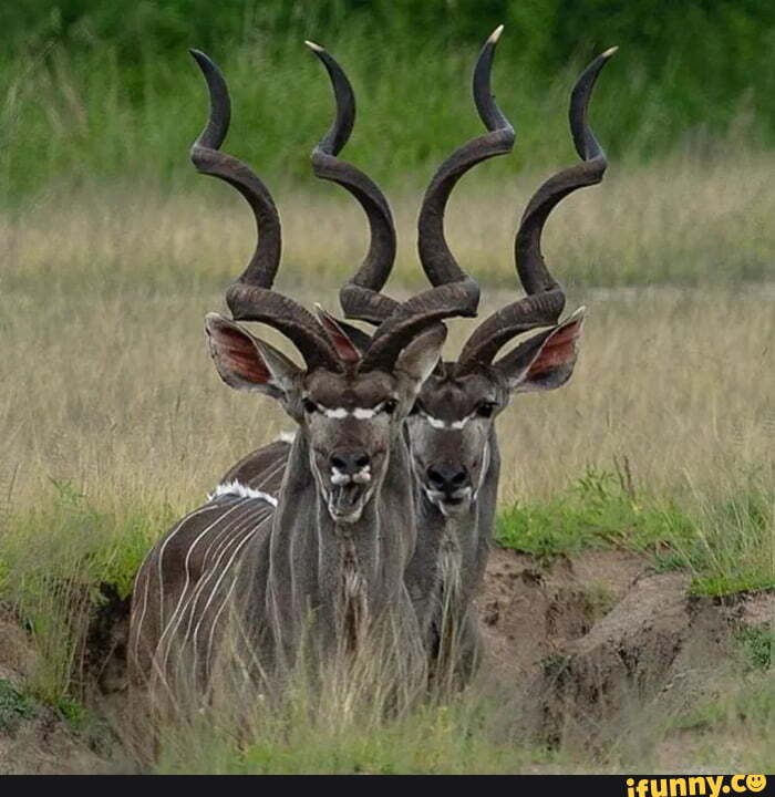 Kudu memes. Best Collection of funny Kudu pictures on iFunny