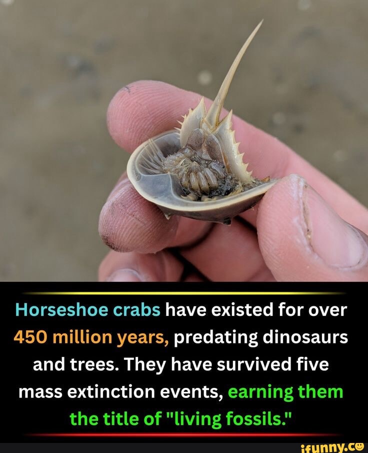 iFunny - the best memes, video, gifs and funny pics in one place