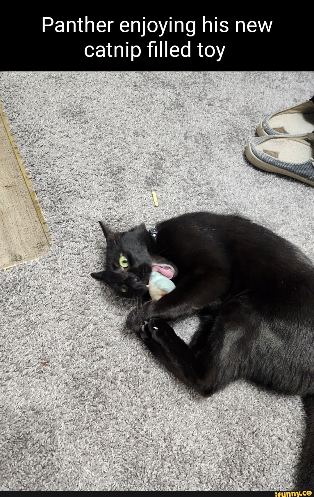 Catnip memes. Best Collection of funny Catnip pictures on iFunny