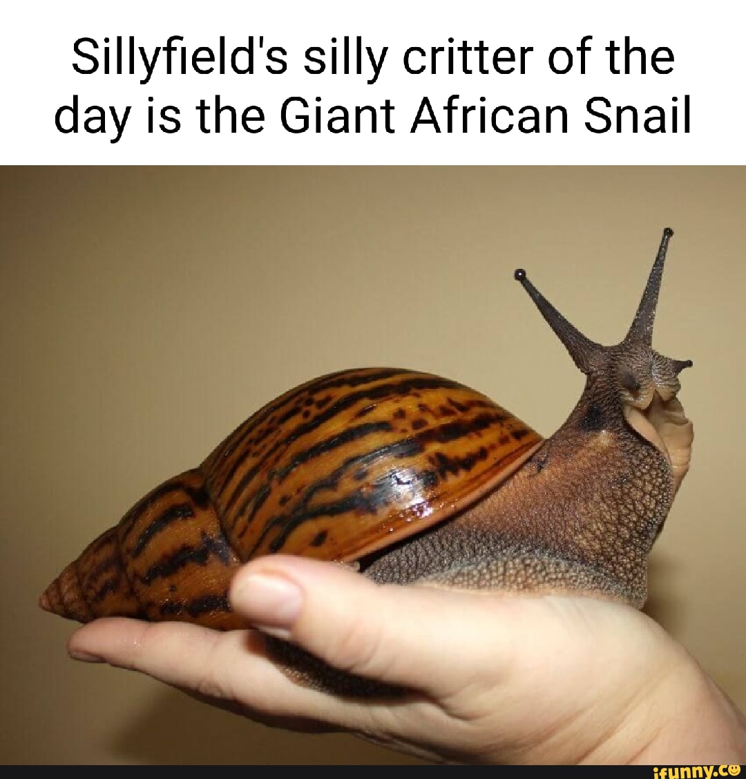 Sillyfield's silly critter of the day is the Giant African Snail - iFunny