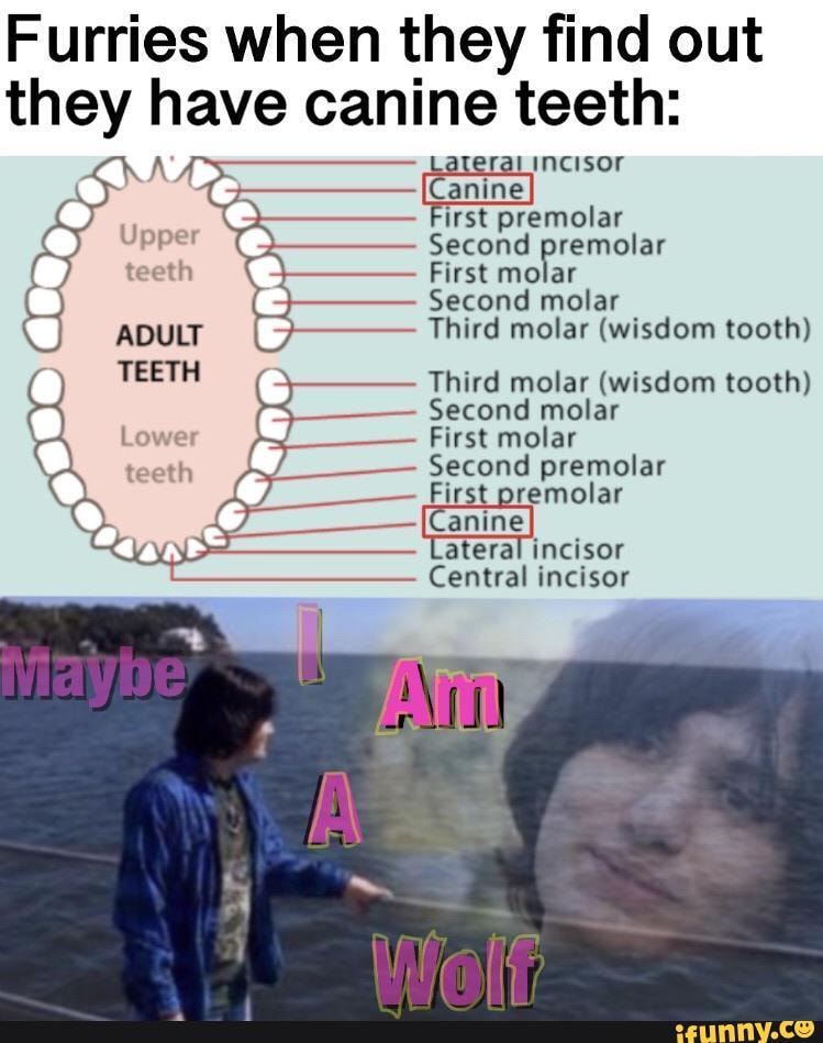 Furries when they find out they have canine teeth: A Lateral incisor ...
