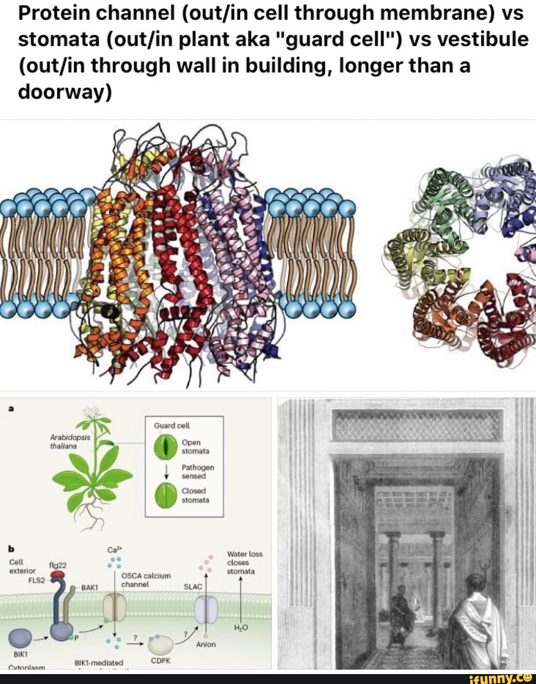 Protein channel cell through membrane) vs stomata plant aka "guard cell ...