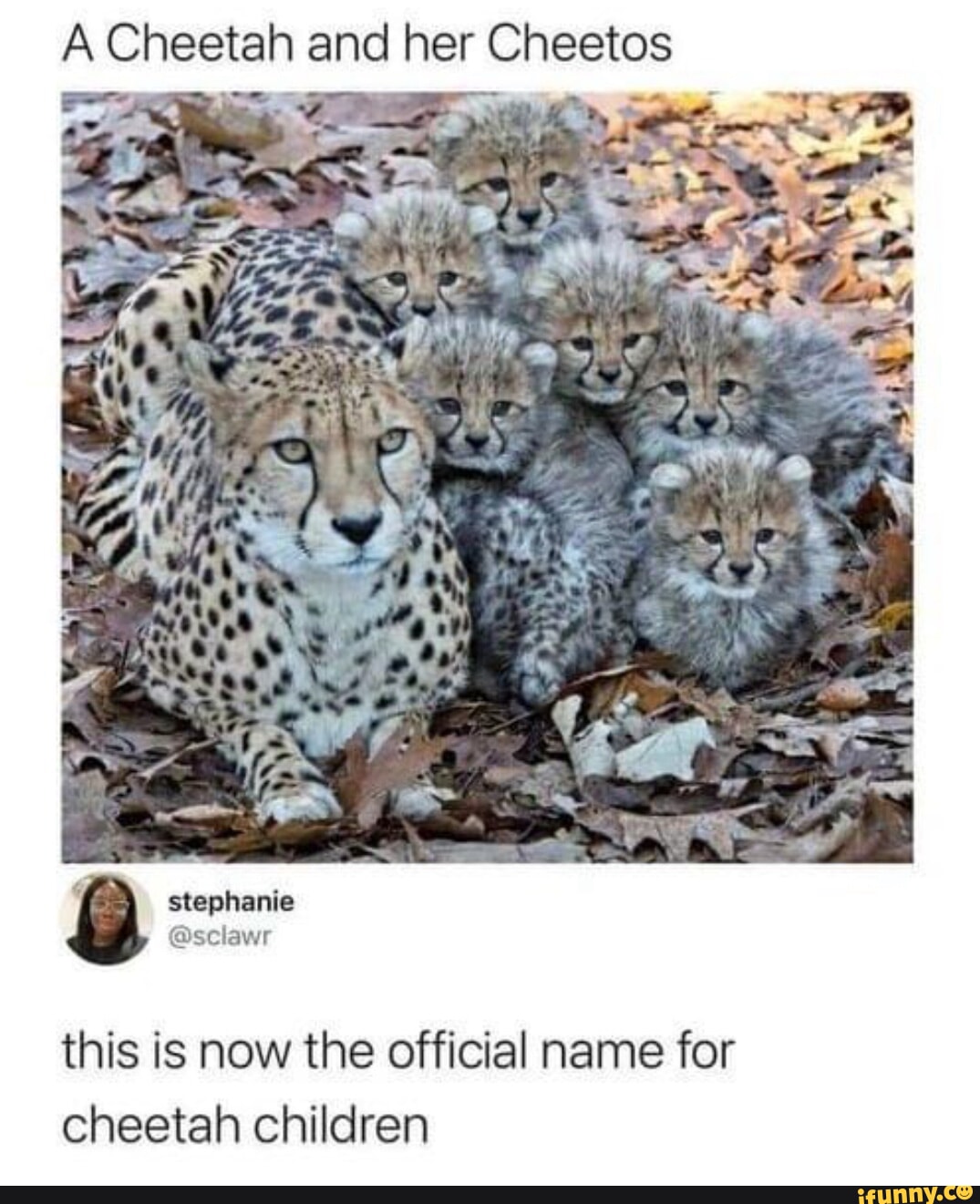 Cheetos memes. Best Collection of funny Cheetos pictures on iFunny