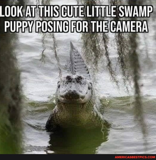 LOOK AT THIS CUTE LITTLE SWAMP PUPPY POSINGIFOR THE CAMERA - America’s ...
