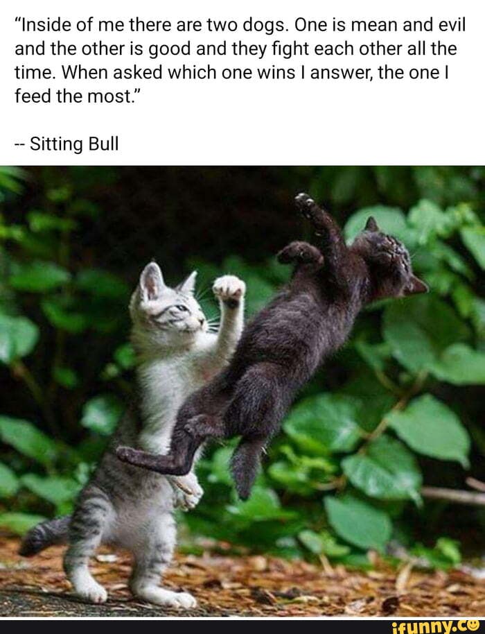 Cat_food memes. Best Collection of funny Cat_food pictures on iFunny