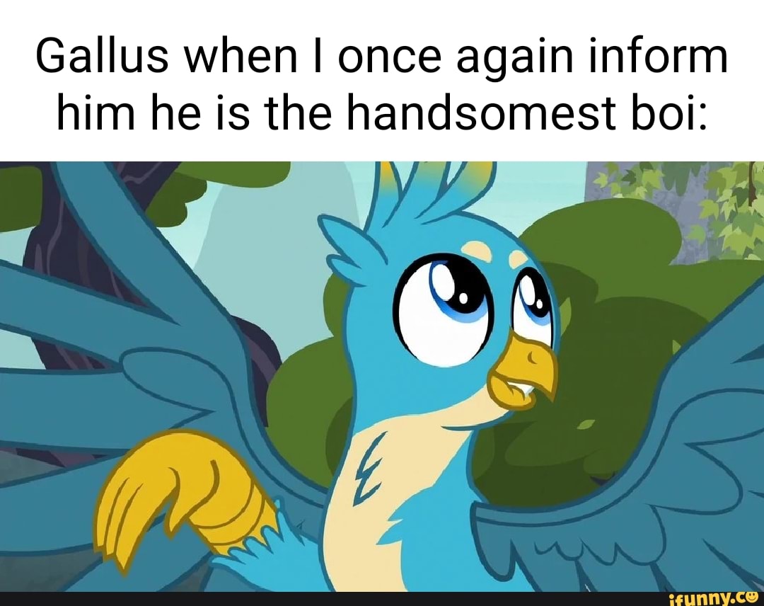 Gallus memes. Best Collection of funny Gallus pictures on iFunny
