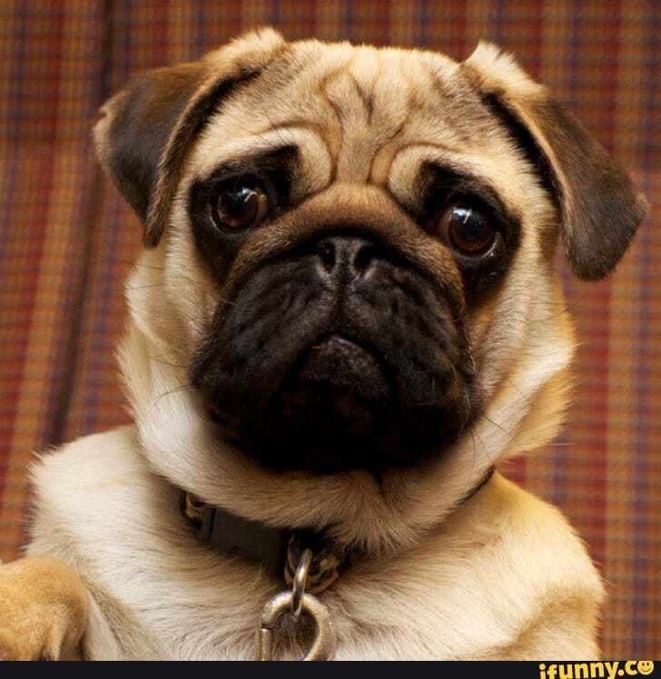 Puh memes. Best Collection of funny Puh pictures on iFunny