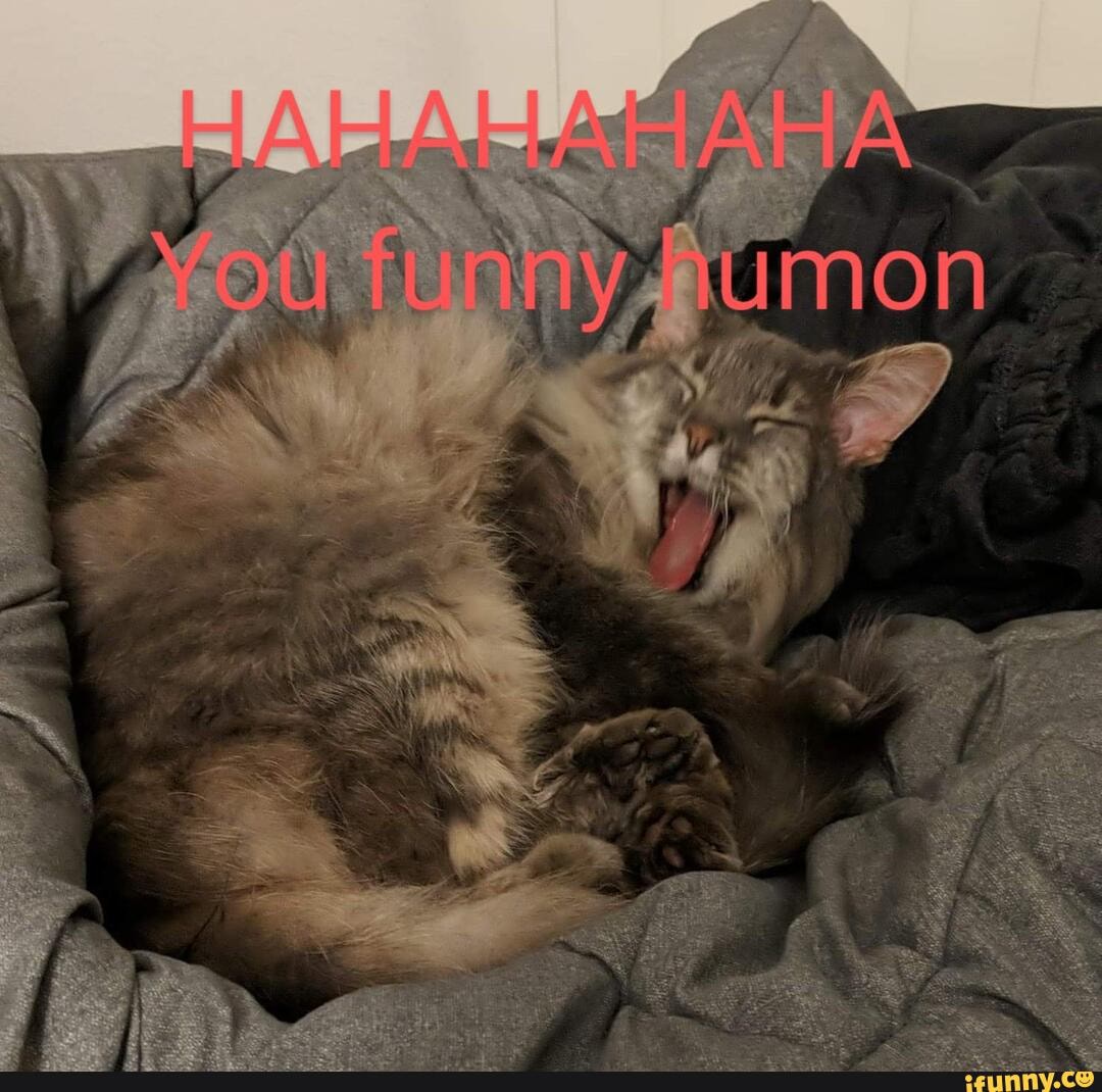 Kitty makes all the best faces for memes - iFunny