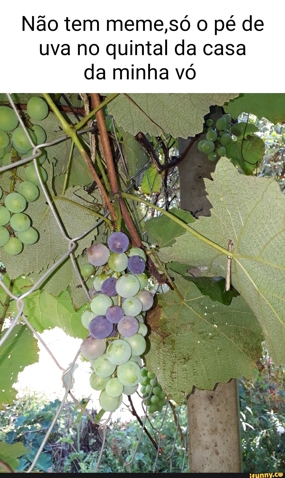 Não tem meme,só o pé de uva no quintal da casa da minha vó - iFunny Brazil