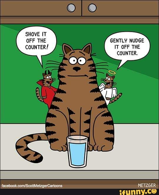 What is your cat's technique? (Norman is a gentle nudger) - 'SHOVE IT ...