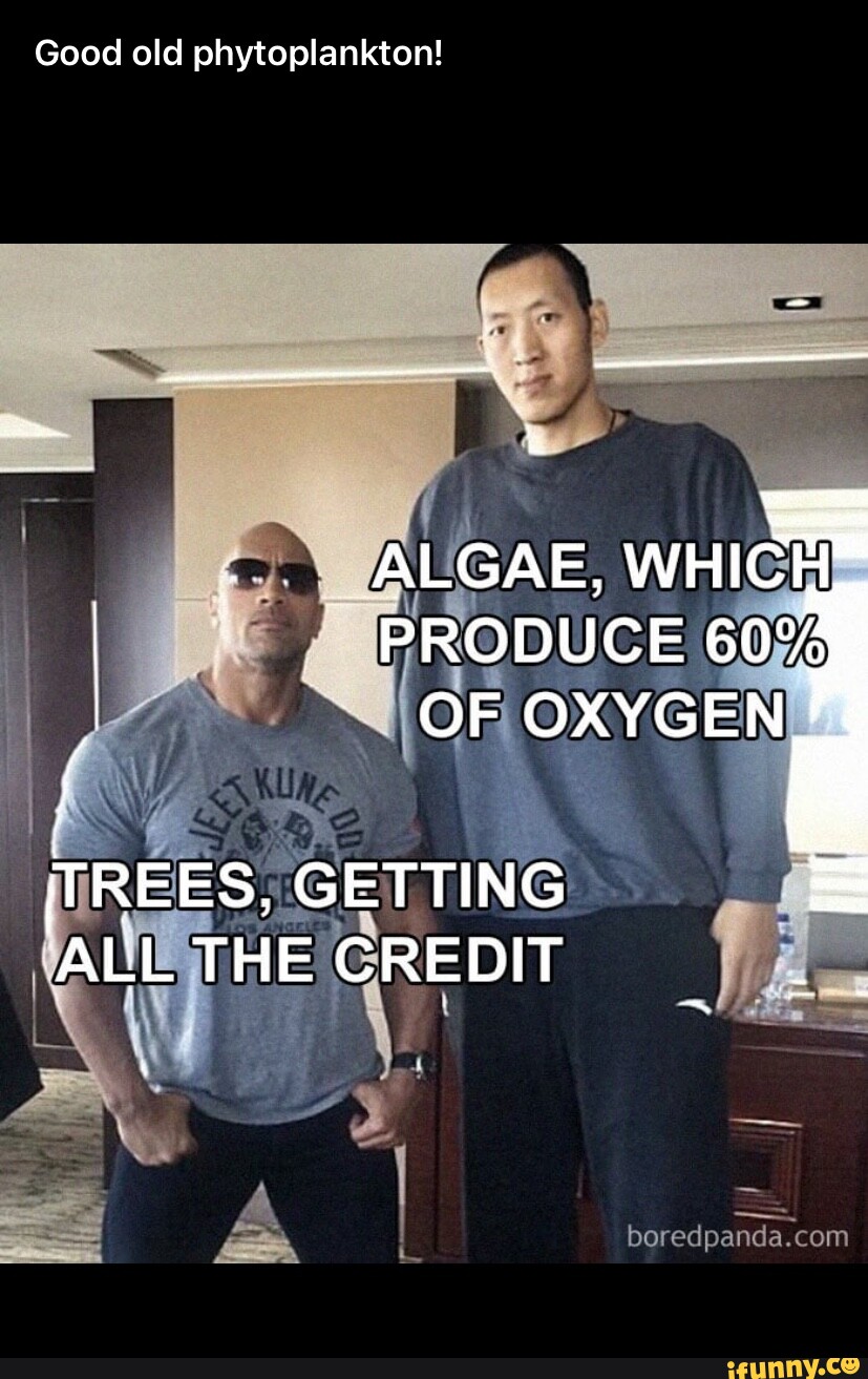Good old phytoplankton! ALGAE, PRODUCE 60% OF OXYGEN TREES, GETTING ALL ...