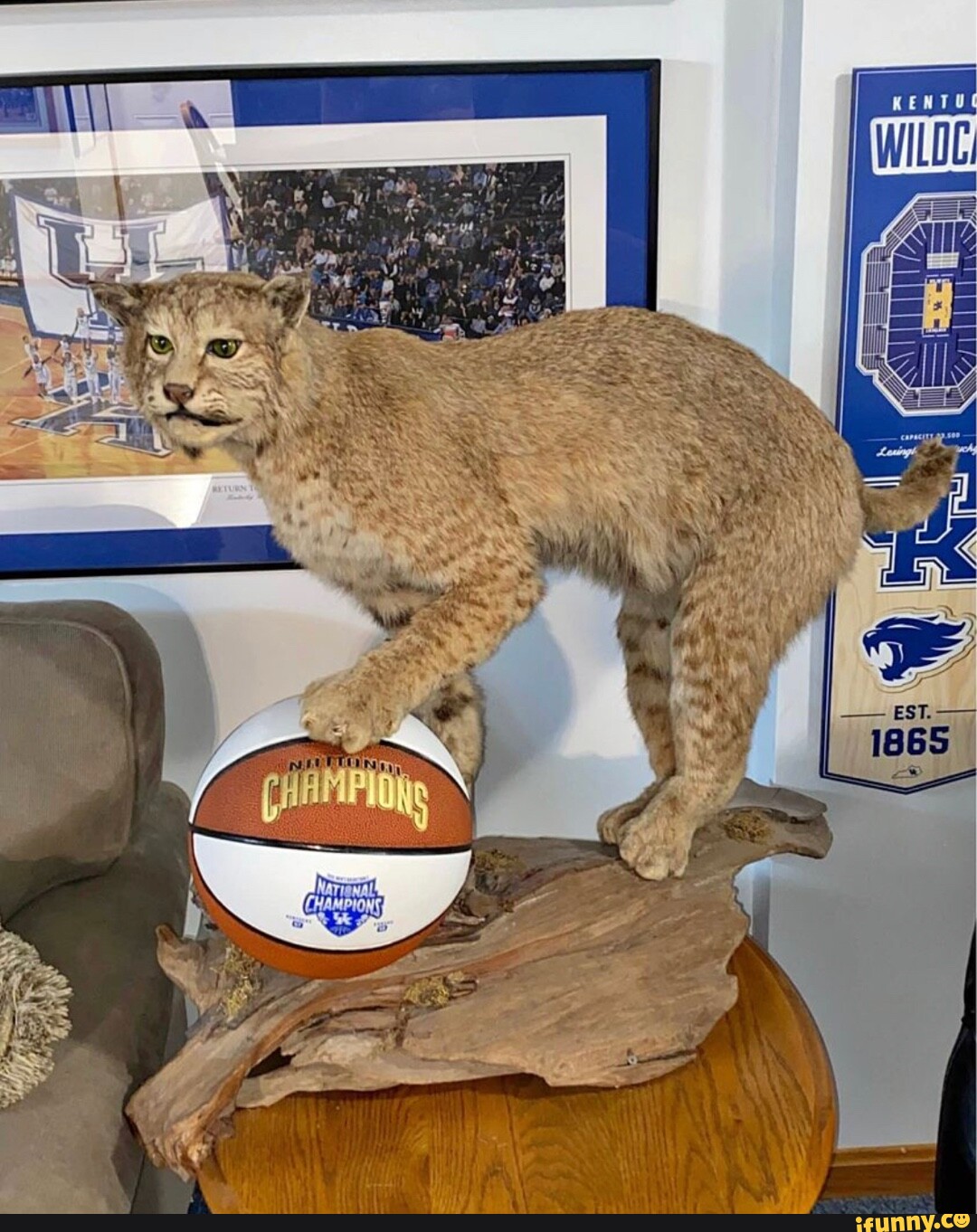 Bobcat memes. Best Collection of funny Bobcat pictures on iFunny