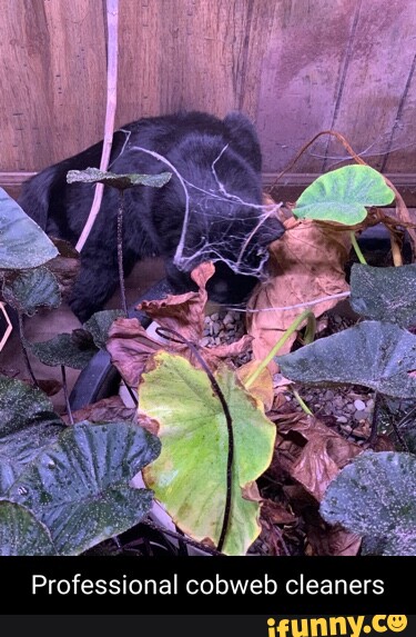 Cobweb memes. Best Collection of funny Cobweb pictures on iFunny