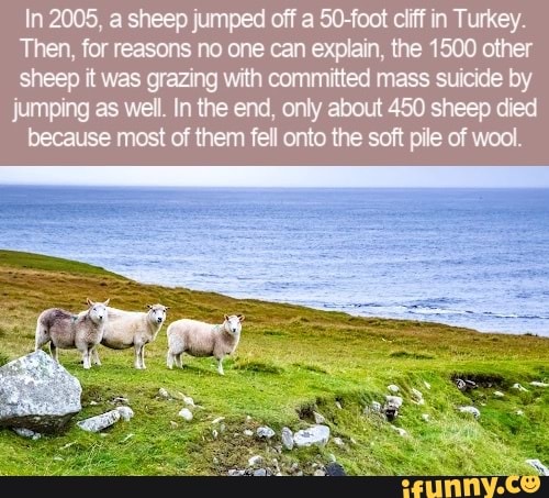 In 2005, a sheep jumped off a 50-foot cliff in Turkey. Then, for ...