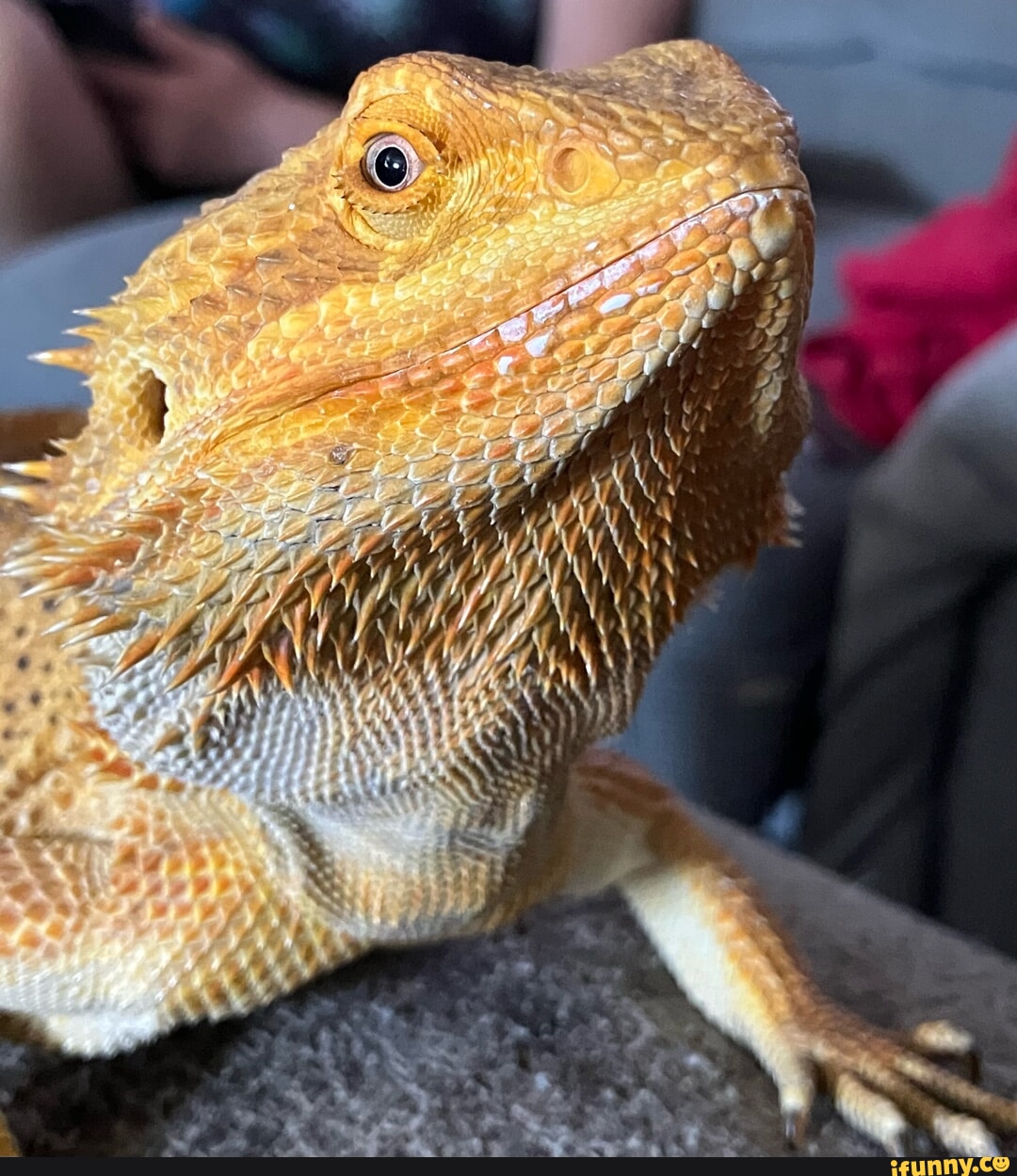 Beardie memes. Best Collection of funny Beardie pictures on iFunny