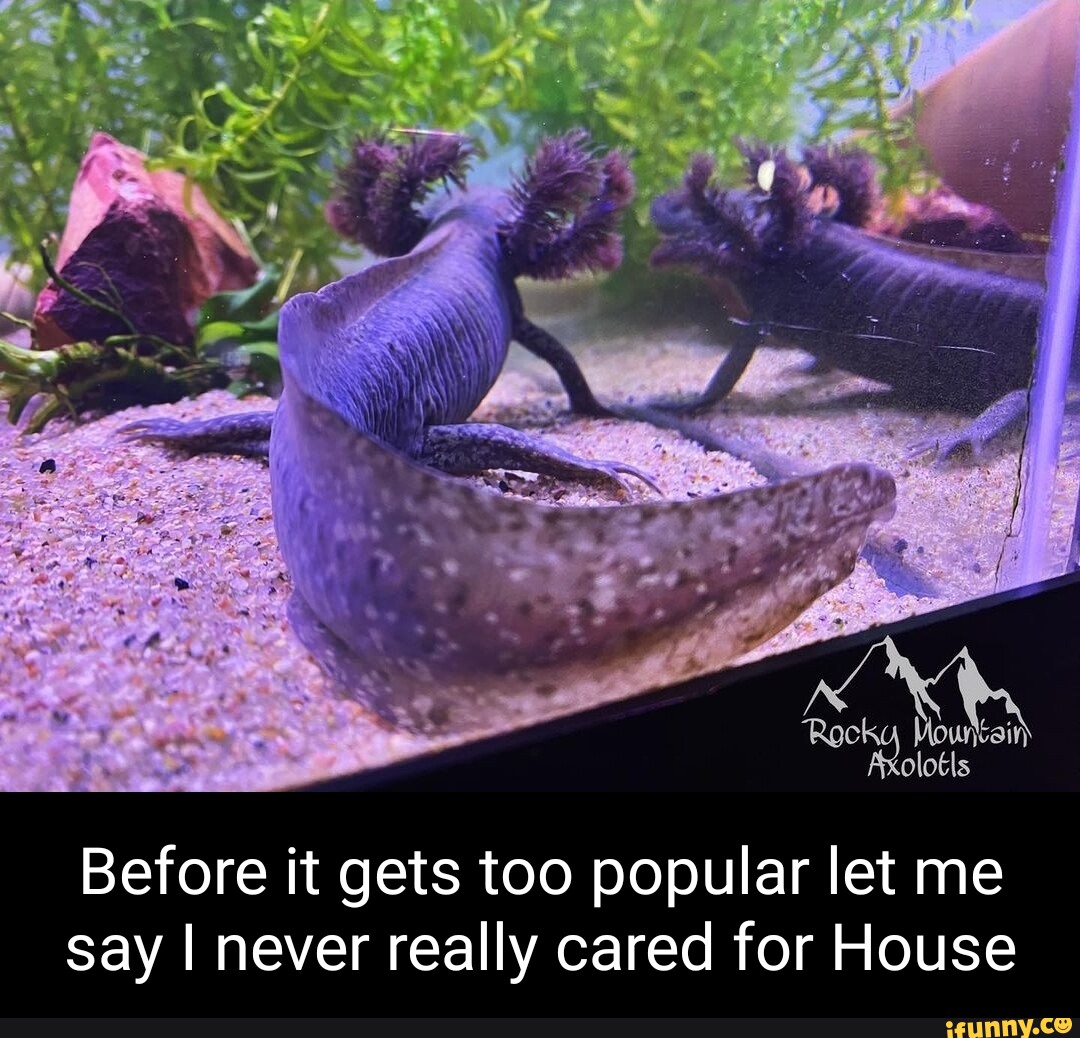 Axolotls memes. Best Collection of funny Axolotls pictures on iFunny