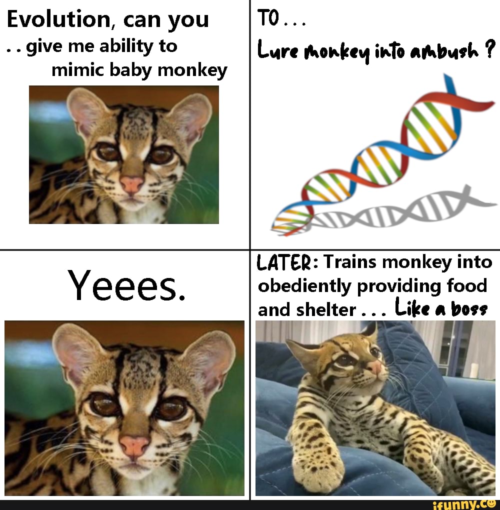 Margay memes. Best Collection of funny Margay pictures on iFunny