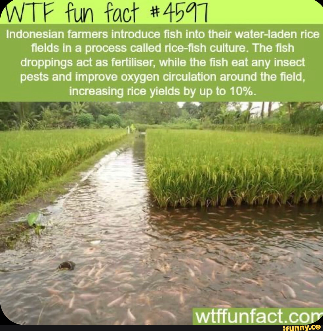 ANTE fun fact Indonesian farmers introduce fish into their water-laden ...