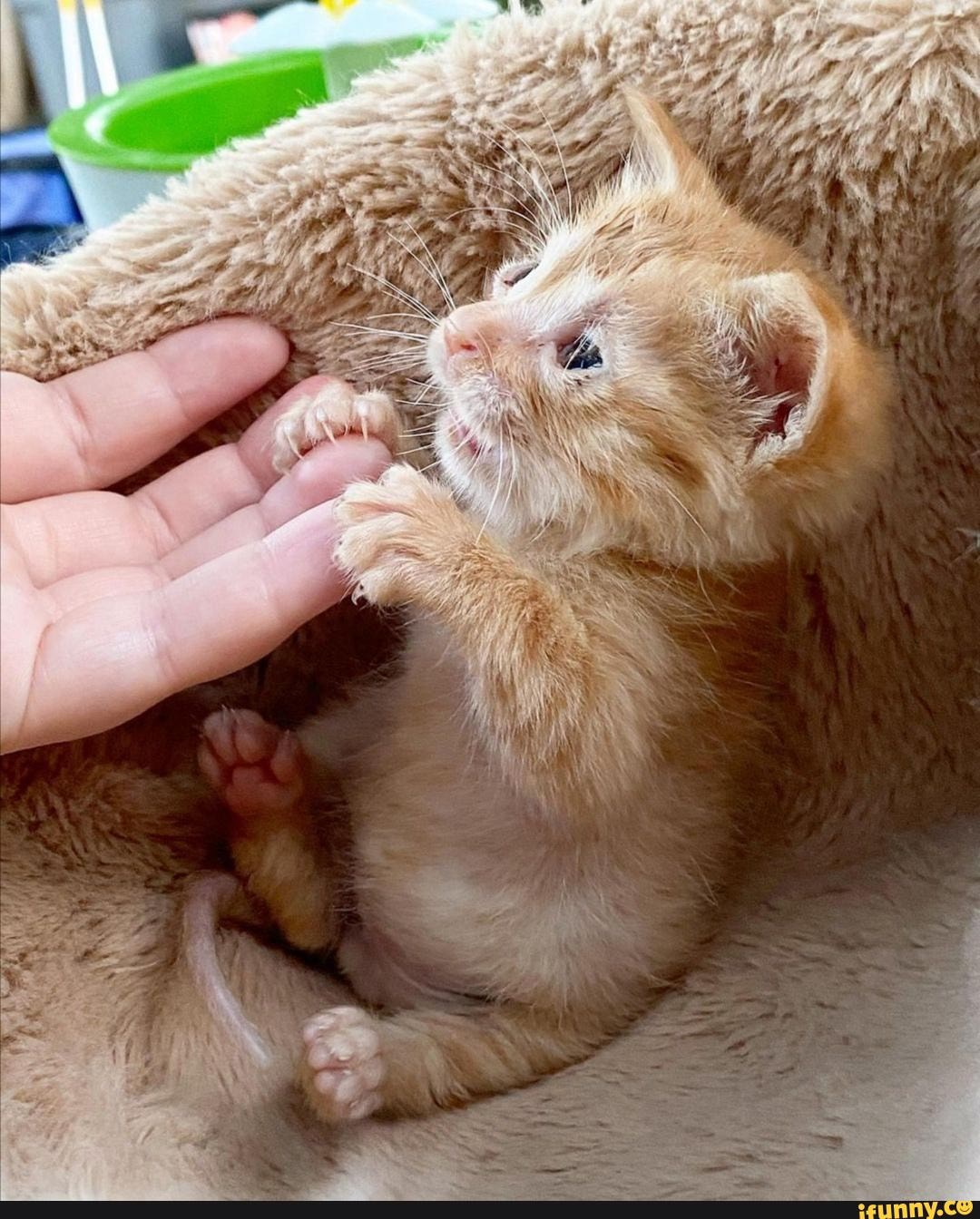 Claws memes. Best Collection of funny Claws pictures on iFunny