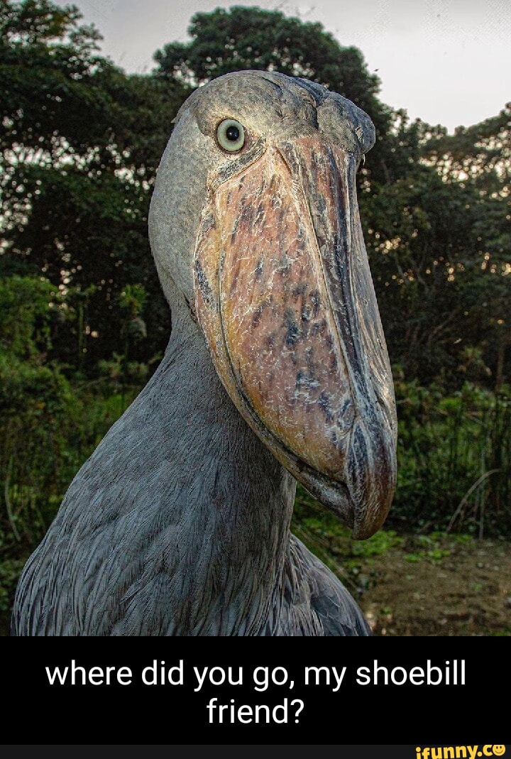 Shoebill memes. Best Collection of funny Shoebill pictures on iFunny