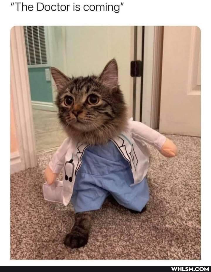 Picture memes 0FFynxke7 by wholesomedogmemes2: 1 comment - WHLSM