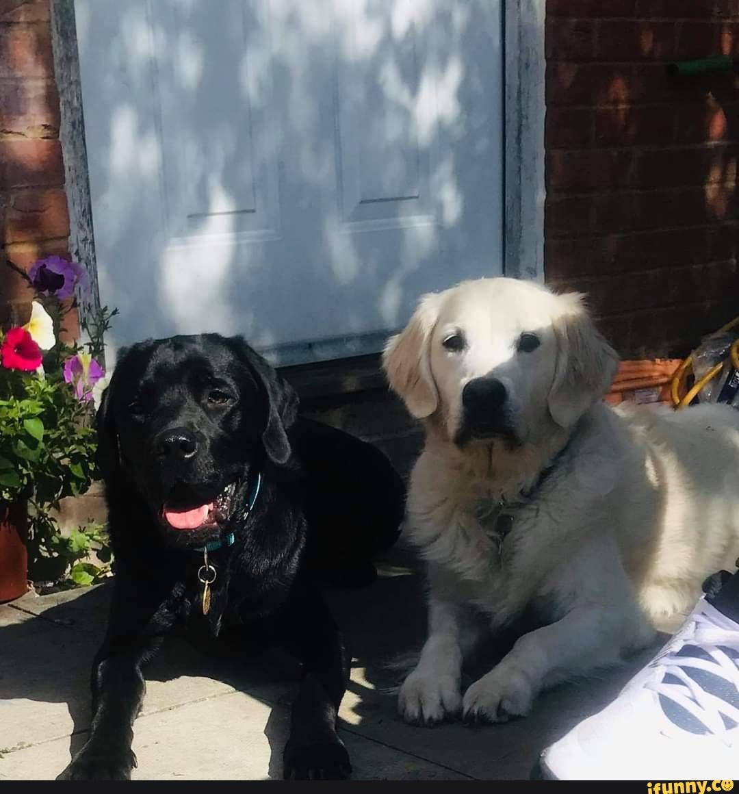 Boop_the_snoots memes. Best Collection of funny Boop_the_snoots ...