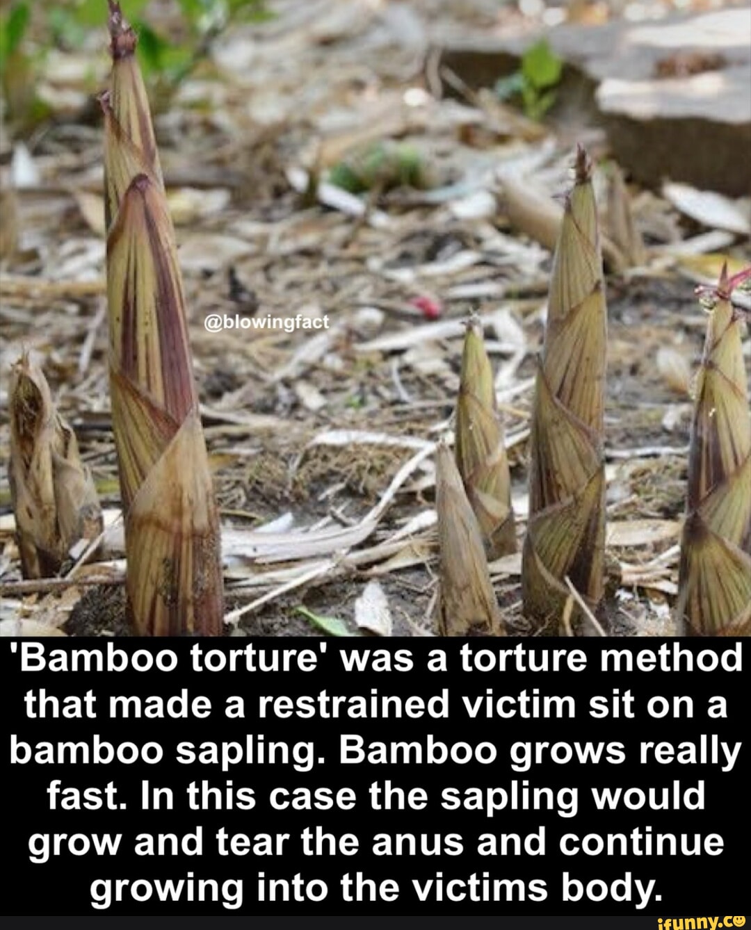 Bamboo memes. Best Collection of funny Bamboo pictures on iFunny