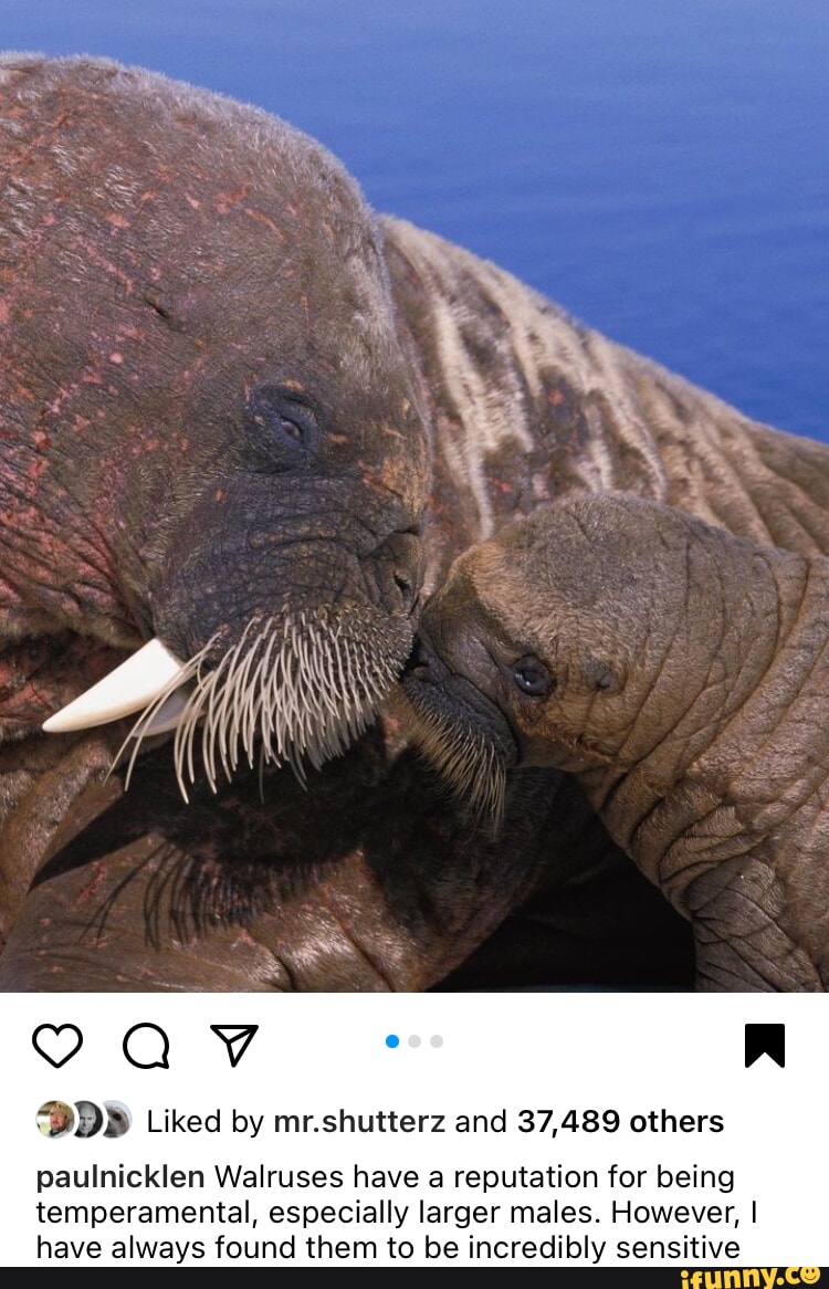 Walruses memes. Best Collection of funny Walruses pictures on iFunny