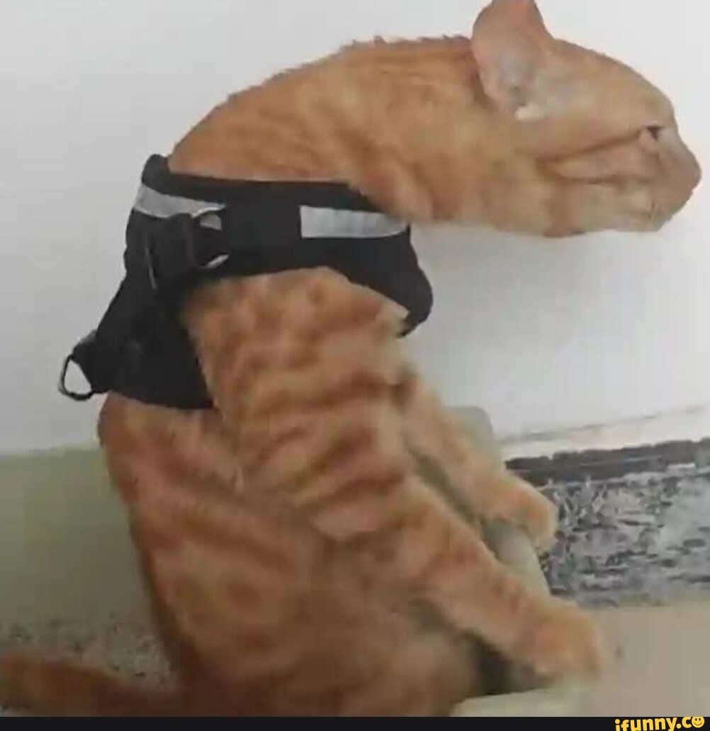 Posture memes. Best Collection of funny Posture pictures on iFunny