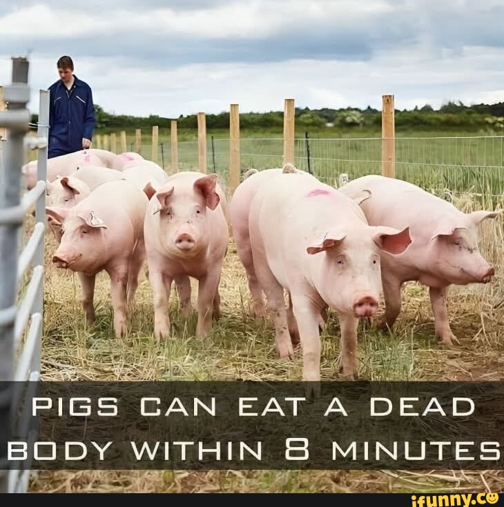 PIGS CAN EAT A DEAD BODY WITHI MINUTES - iFunny