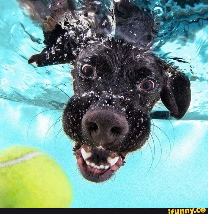 Underwater_dogs memes. Best Collection of funny Underwater_dogs ...