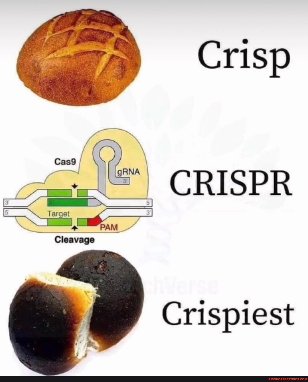 Happy Wednesday 🦅🦅🦅 @theartoffugacity - Crisp CRISPR Cleavage Crispiest ...