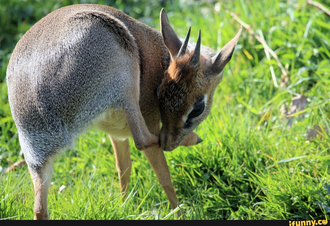 Unsolicited Dik Dik Pics - iFunny