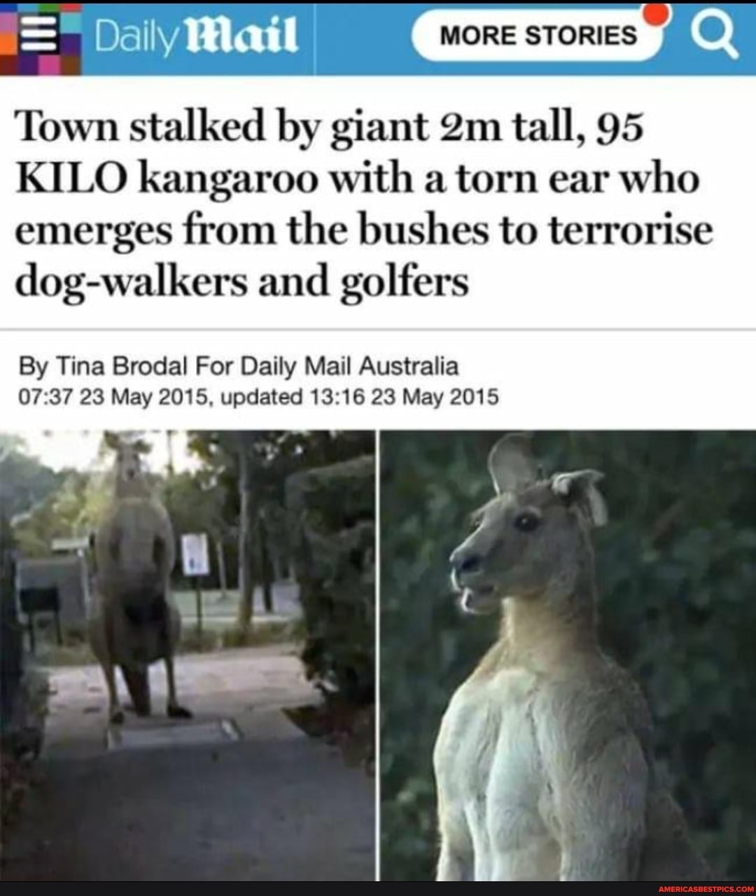 Town stalked by giant tall, 95 KILO kangaroo with a torn ear who ...