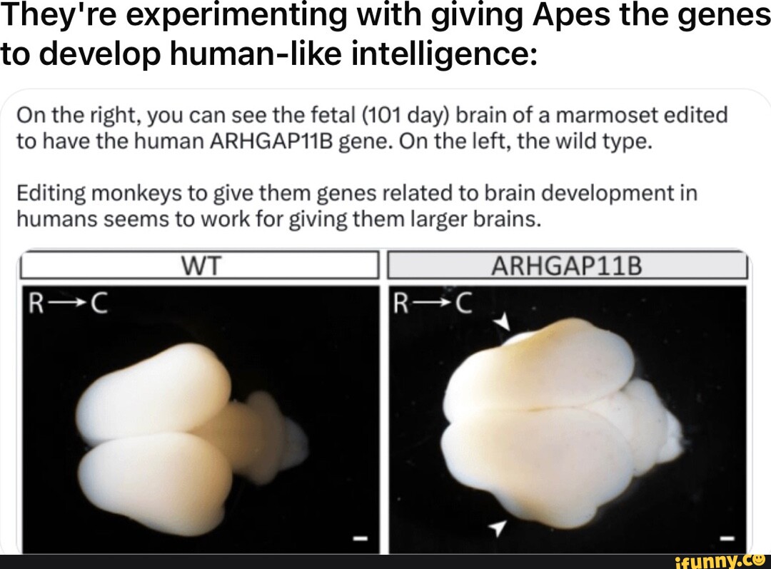 They're experimenting with giving Apes the genes to develop human-like ...