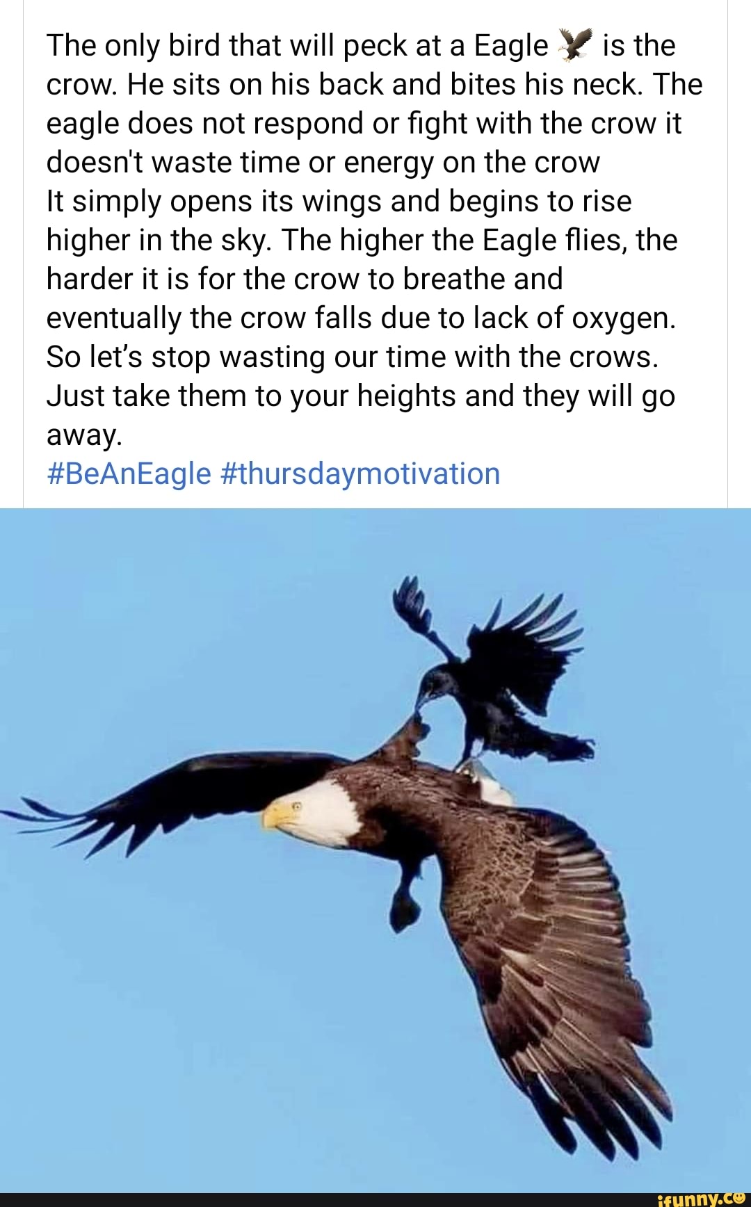 The only bird that will peck at a Eagle is the crow. He sits on his ...