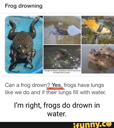 Frog drowning Can a frog drown? Yes, frogs have lungs like we do and if ...