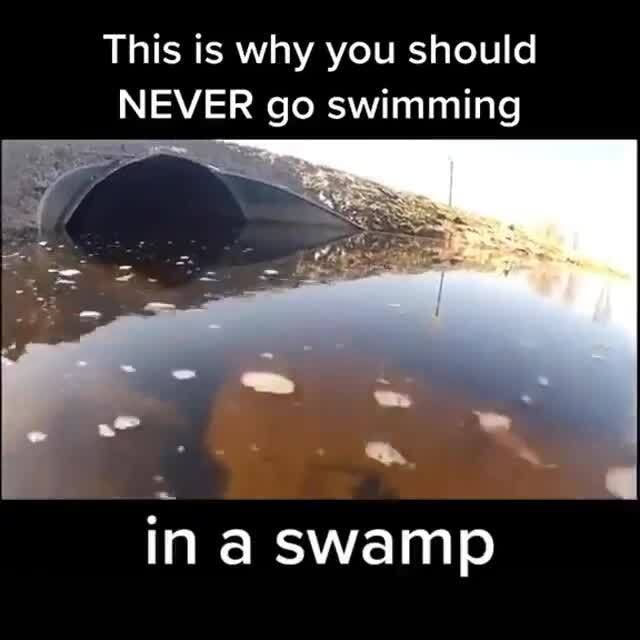 This is why you should NEVER go swimming ina swamp - iFunny :)