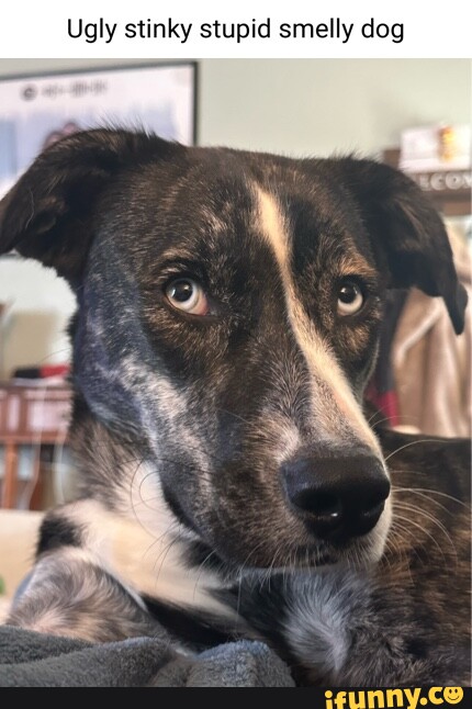 Ugly stinky stupid smelly dog - iFunny