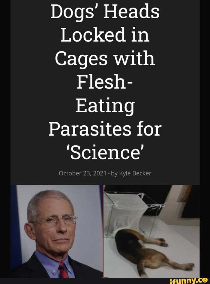 Dogs' Heads Locked in Cages with Flesh- Eating Parasites for 'Science ...