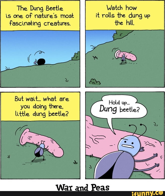 The Dung Beetle Watch how is one of nature's most it rolls the dung up ...