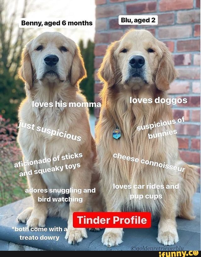 Picion memes. Best Collection of funny Picion pictures on iFunny